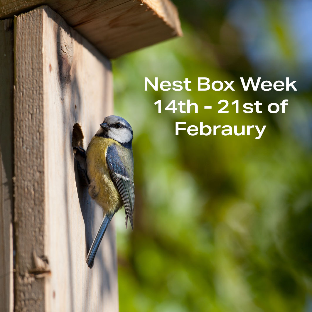 National Nest Box Week