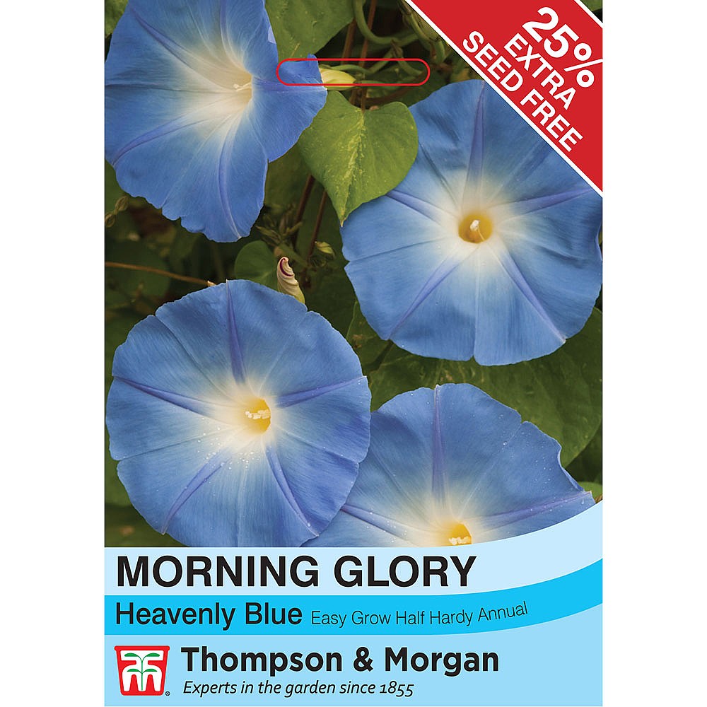 Heavenly Blue Morning Glory
