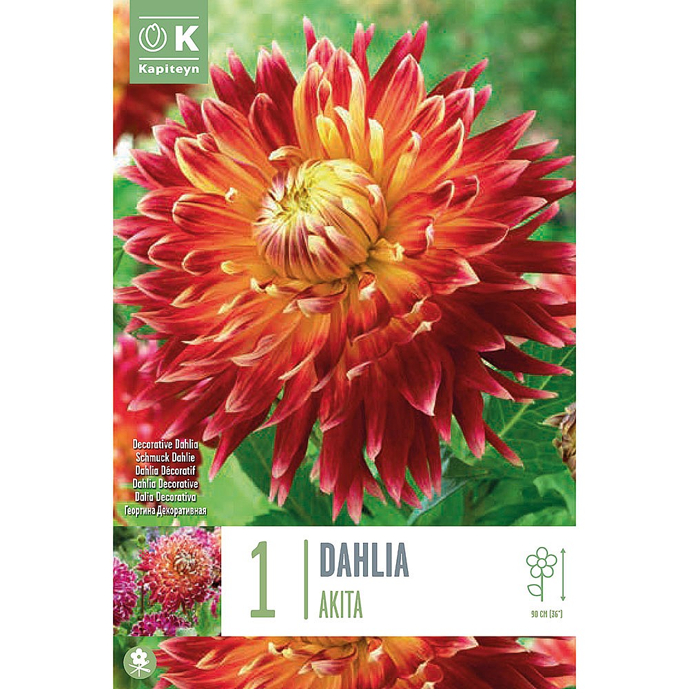 What Kind Of Dahlua Is A Akita