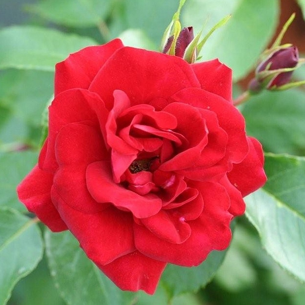 Plant Ruby Wedding Camellia 'Ruby Wedding' From Burncoose Nurseries
