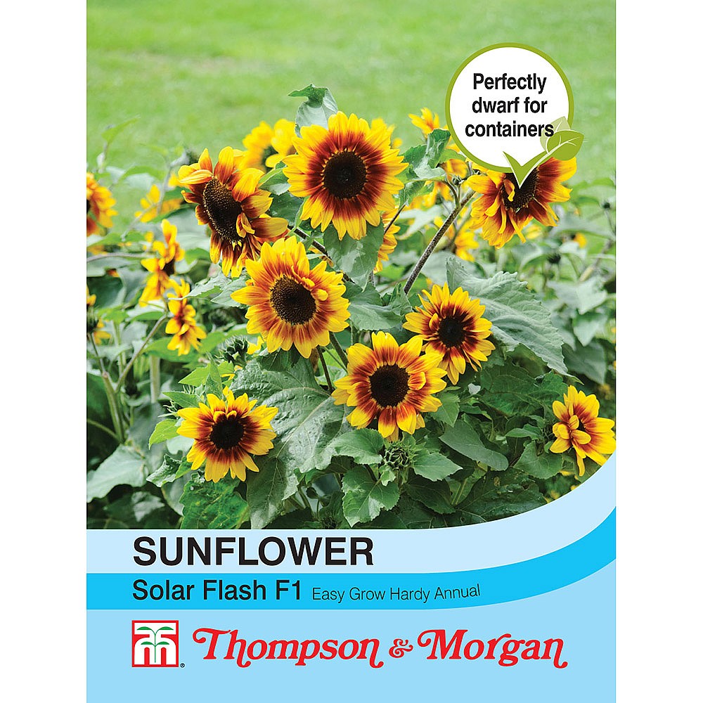 Sunflowers Growing In Containers Choose Dwarf, Branching Sunflowers
