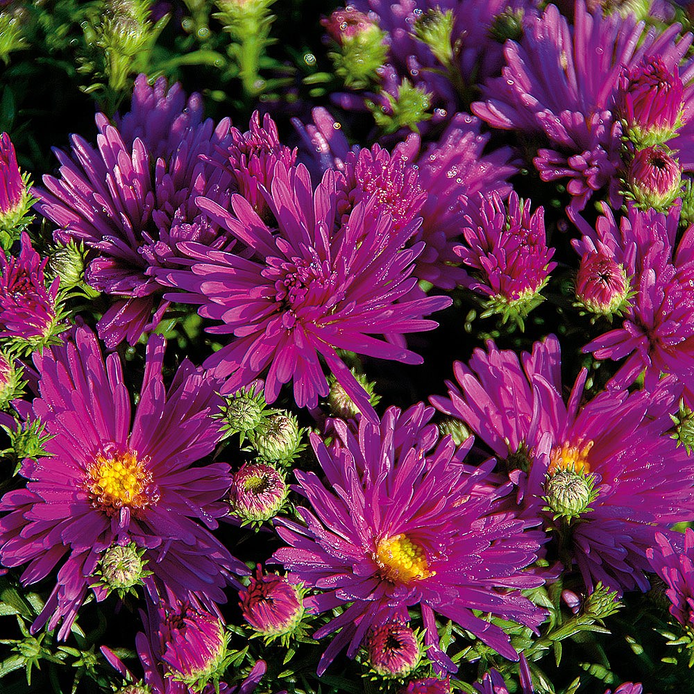 Aster store