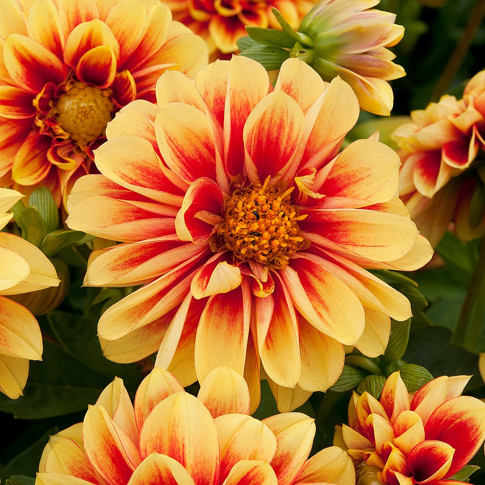 Bedding Plants | Webbs Garden Centre