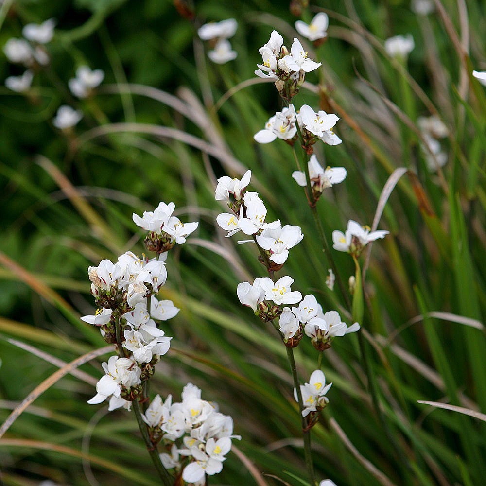 Libertia grandiflora