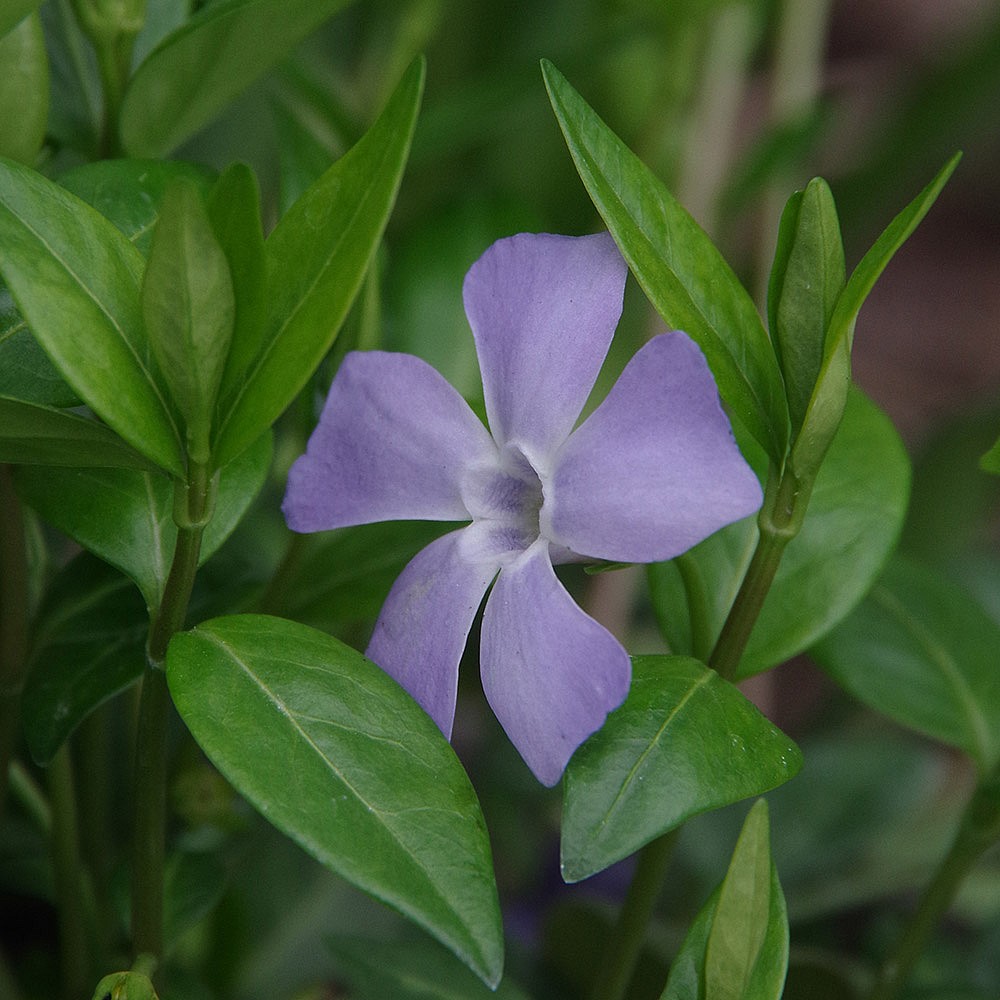Vinca Vine Vinca Minor