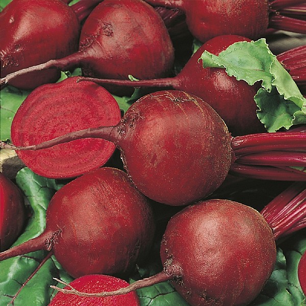 Beetroot and Radish Seeds | Vegetable Seeds | from Webbs Direct ...