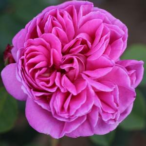 Shrub Roses | Rose Plants | Plants, Seeds and Bulbs | Webbs Garden Centres