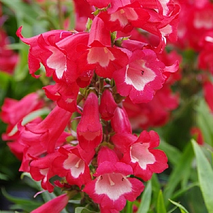 Buy Perennials Online | Perennial Plants | Webbs Garden Centre