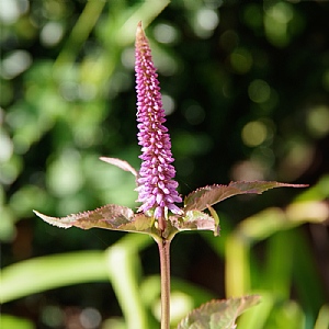 RHS Plants for Pollinators | Plants, Seeds and Bulbs | Webbs Garden Centres